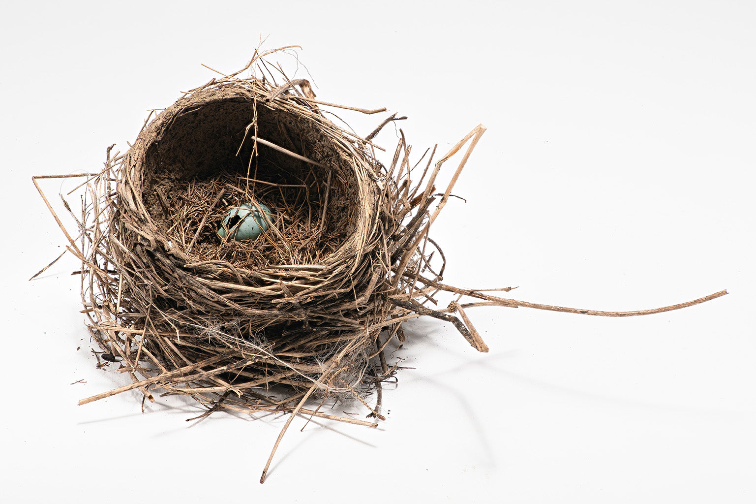 Bird Nests – Carolyn Thome